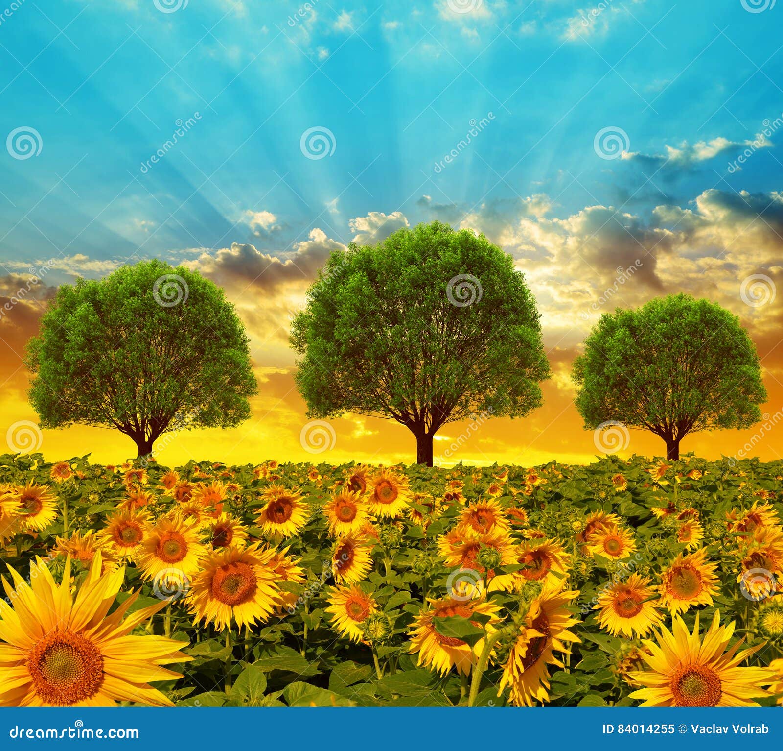 Beautiful Spring Landscape with Blooming Sunflower Field and Trees ...