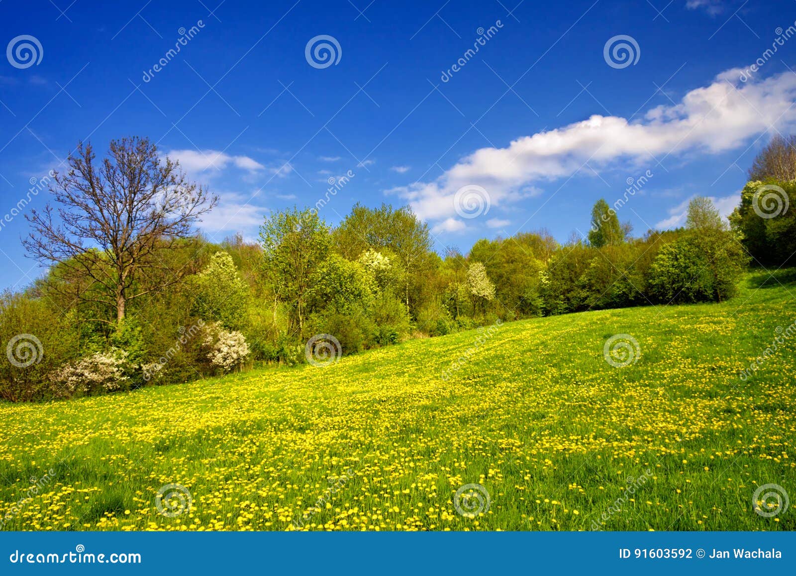 Beautiful spring landscape stock photo. Image of park - 91603592