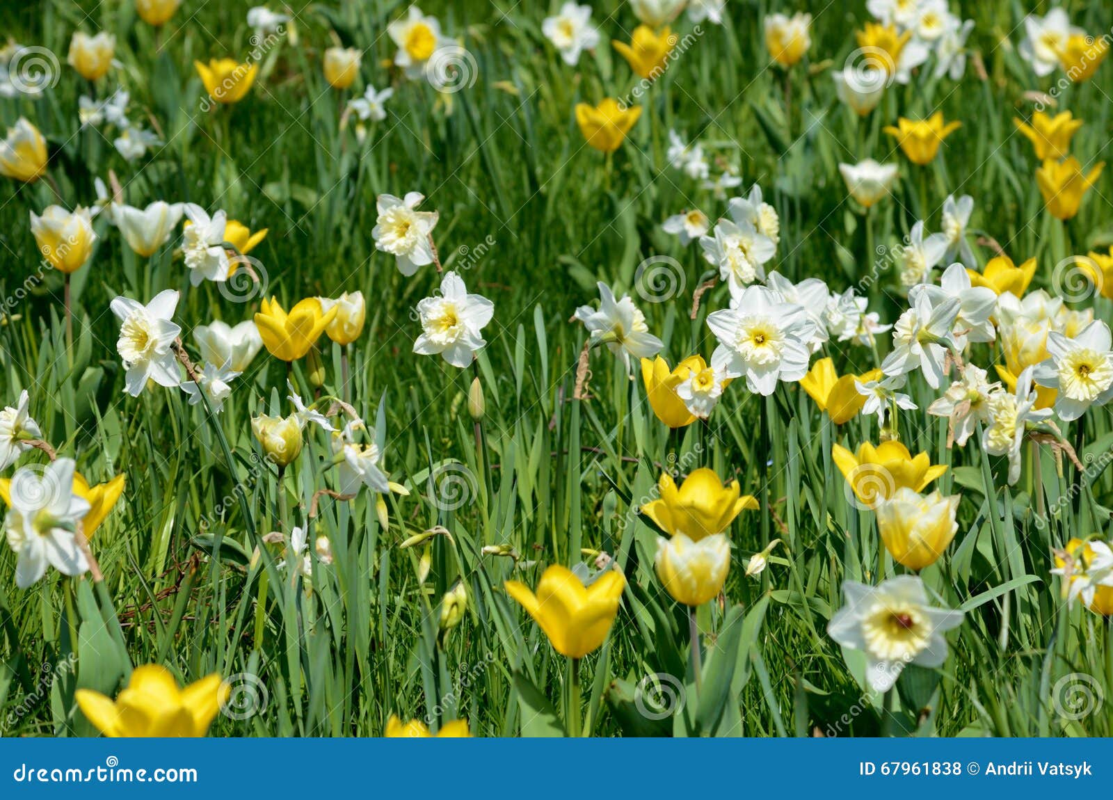 Beautiful Spring Landscape with Daffodils Stock Photo - Image of ...