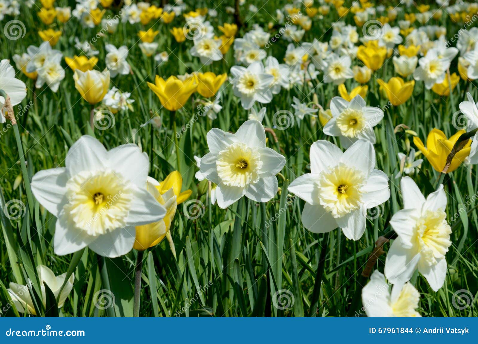 Beautiful Spring Landscape with Daffodils Stock Photo - Image of growth ...