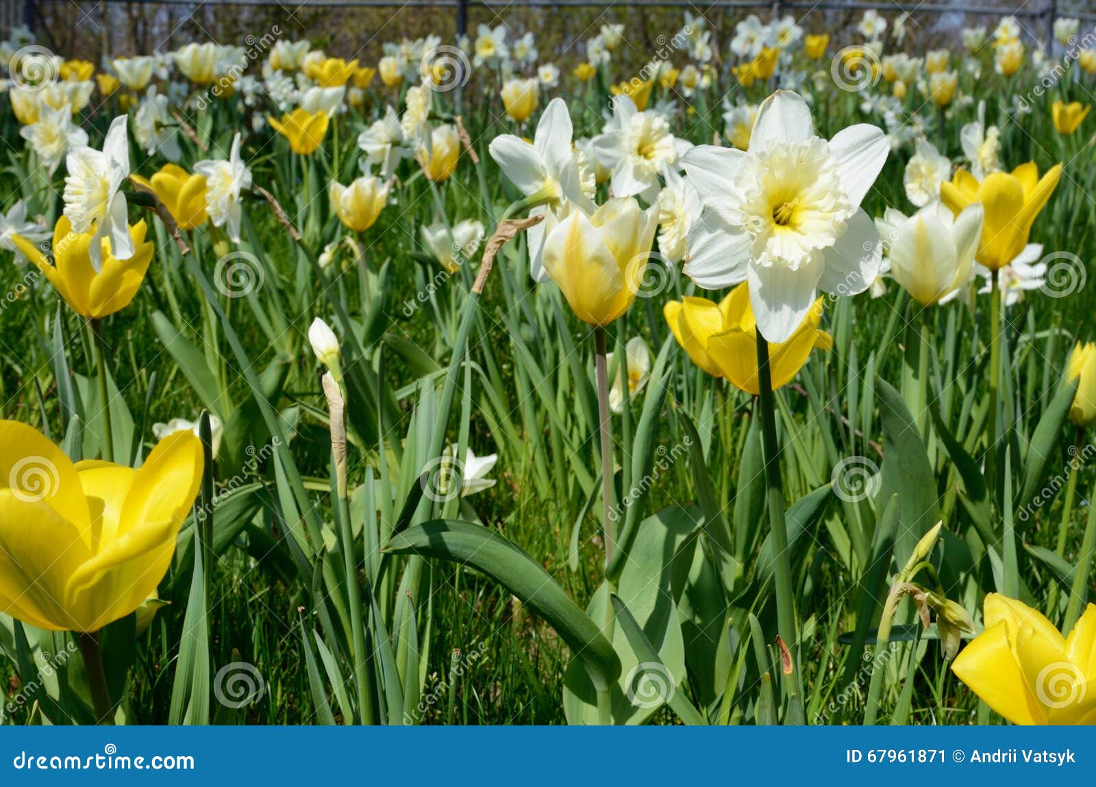 Spring Landscape Daffodils Stock Images - 1,744 Photos
