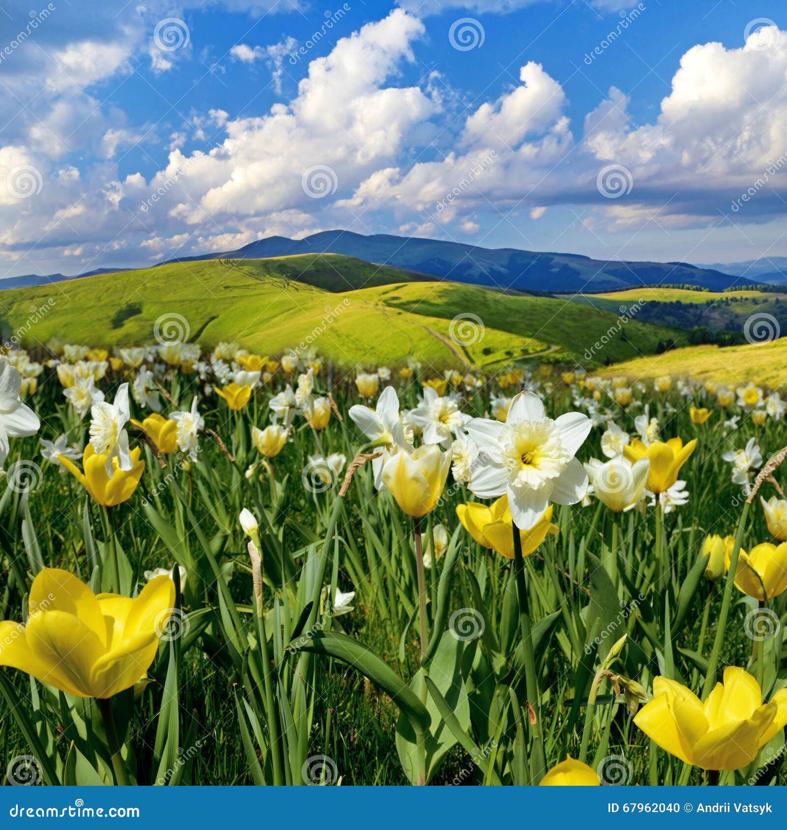 Beautiful Spring Landscape with Daffodils Against the Sky with C Stock ...