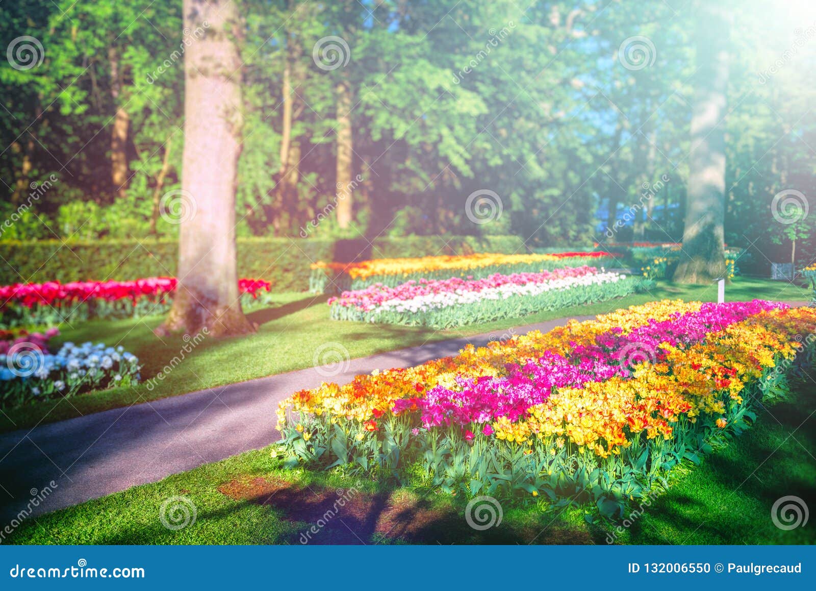 Beautiful Spring Landscape with Multicolor Tulips Stock Photo - Image ...