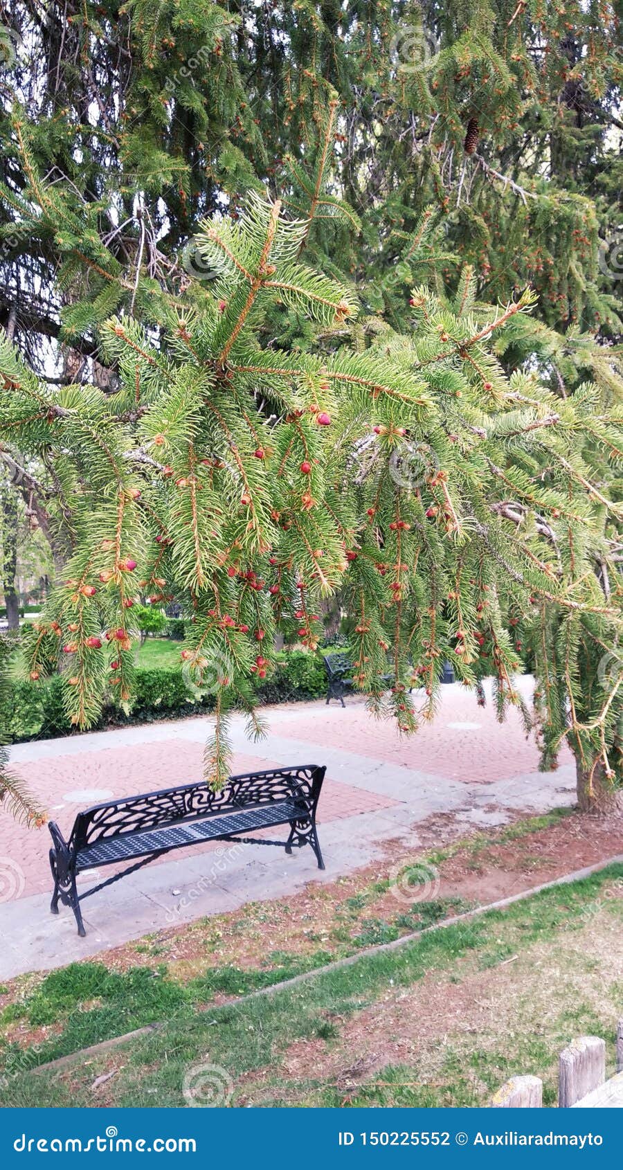A Beautiful Spring Landscape in a Park Stock Photo - Image of leaves ...