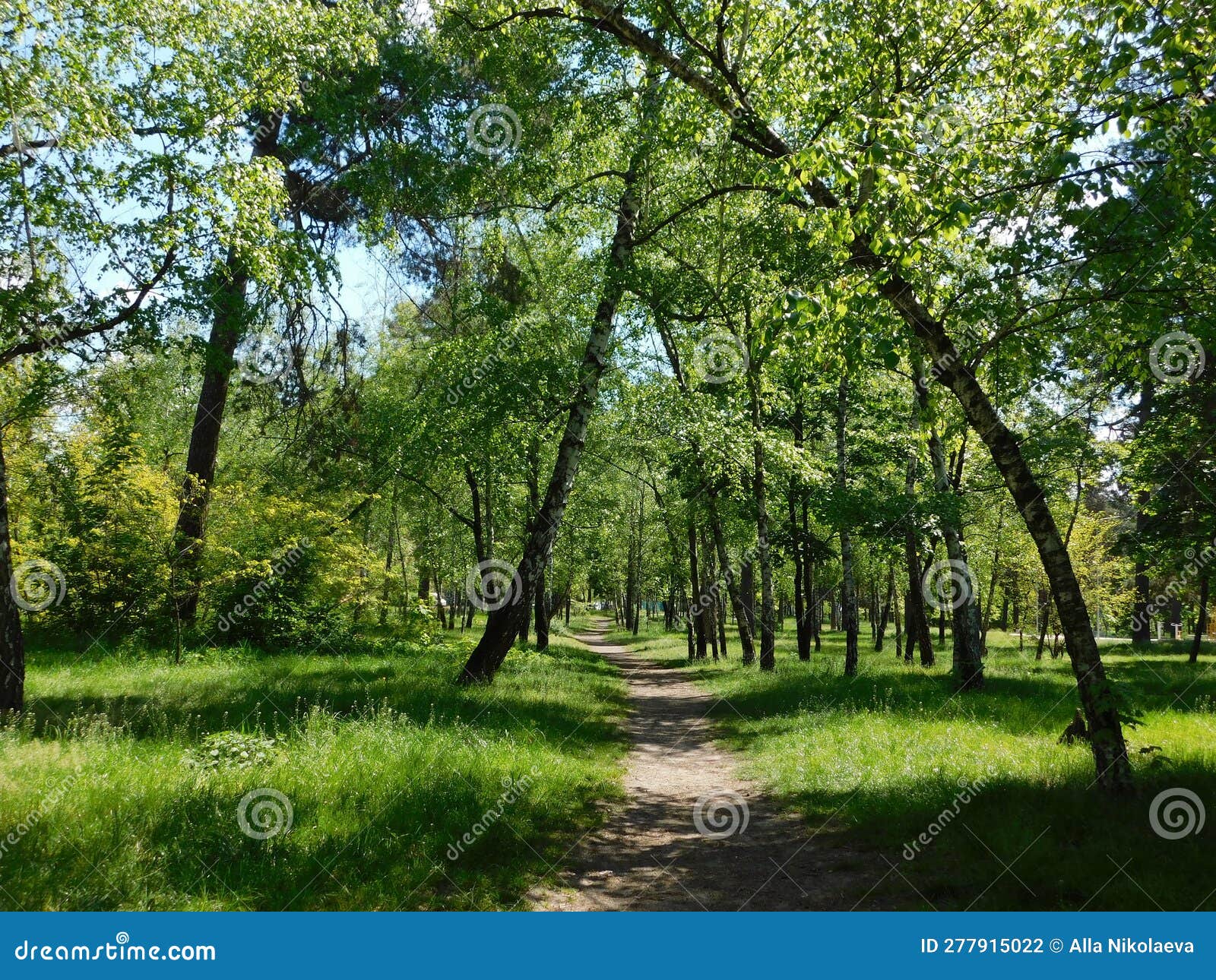 Beautiful Spring Landscape Path Trees and Green Grass Growing in the ...