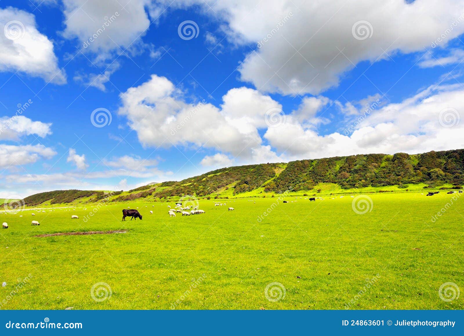Beautiful Spring Landscape in Scotland Stock Image - Image of farmland ...