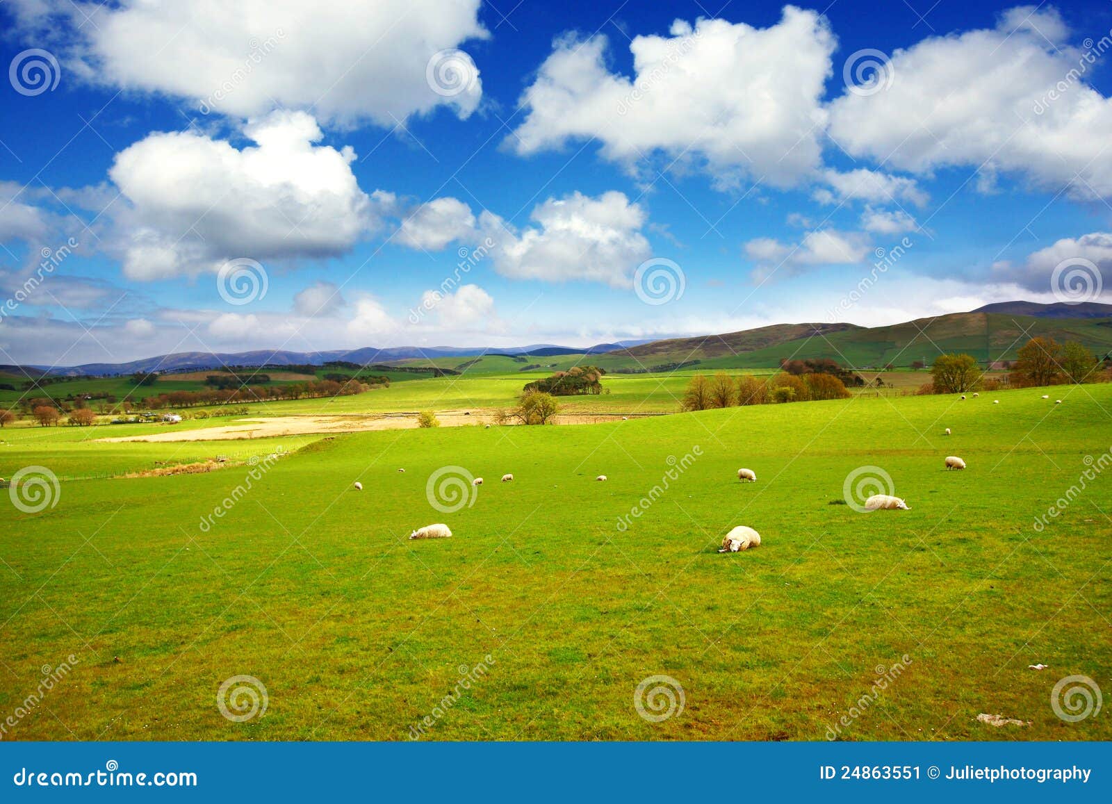 Beautiful Spring Landscape with Sheep in Scotland Stock Image - Image ...