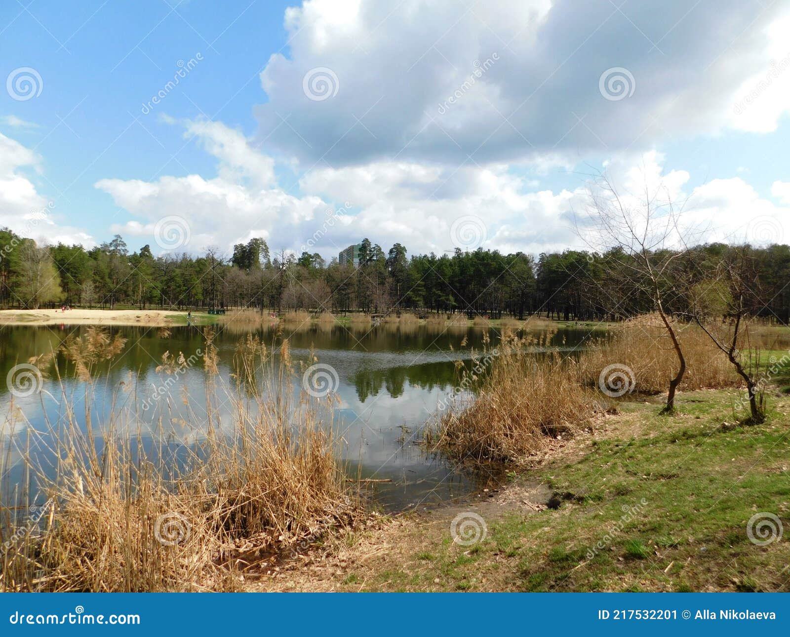 Beautiful Spring Landscape Trees by the Lake Stock Image - Image of ...