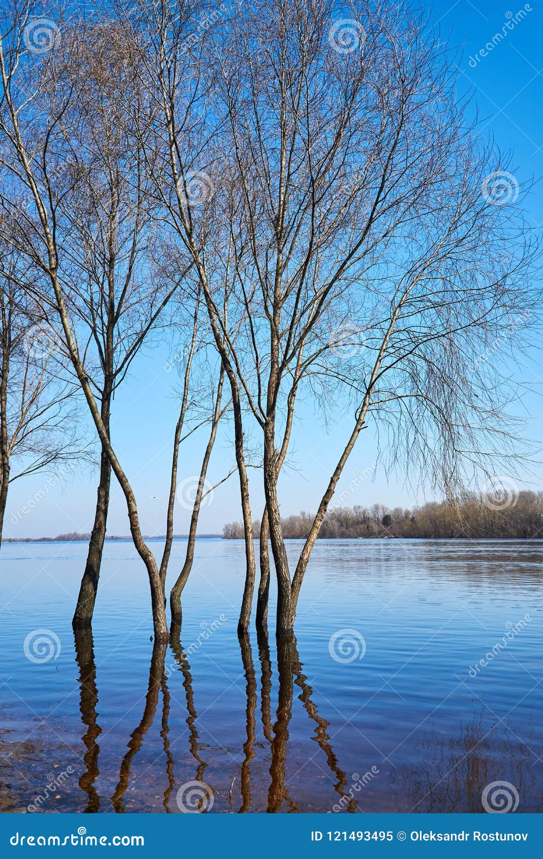 Beautiful Spring Landscape. Trees are in the Water Stock Image - Image ...