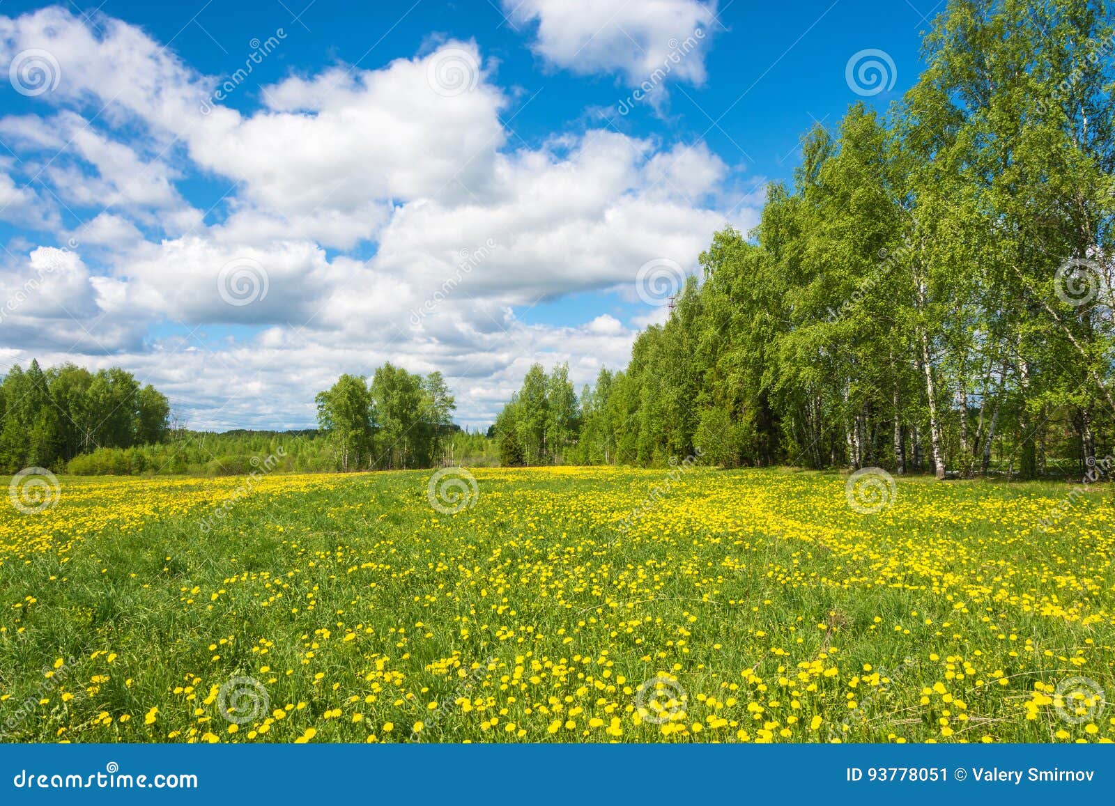 Beautiful Spring Landscape with Yellow Fields of Dandelions. Stock ...