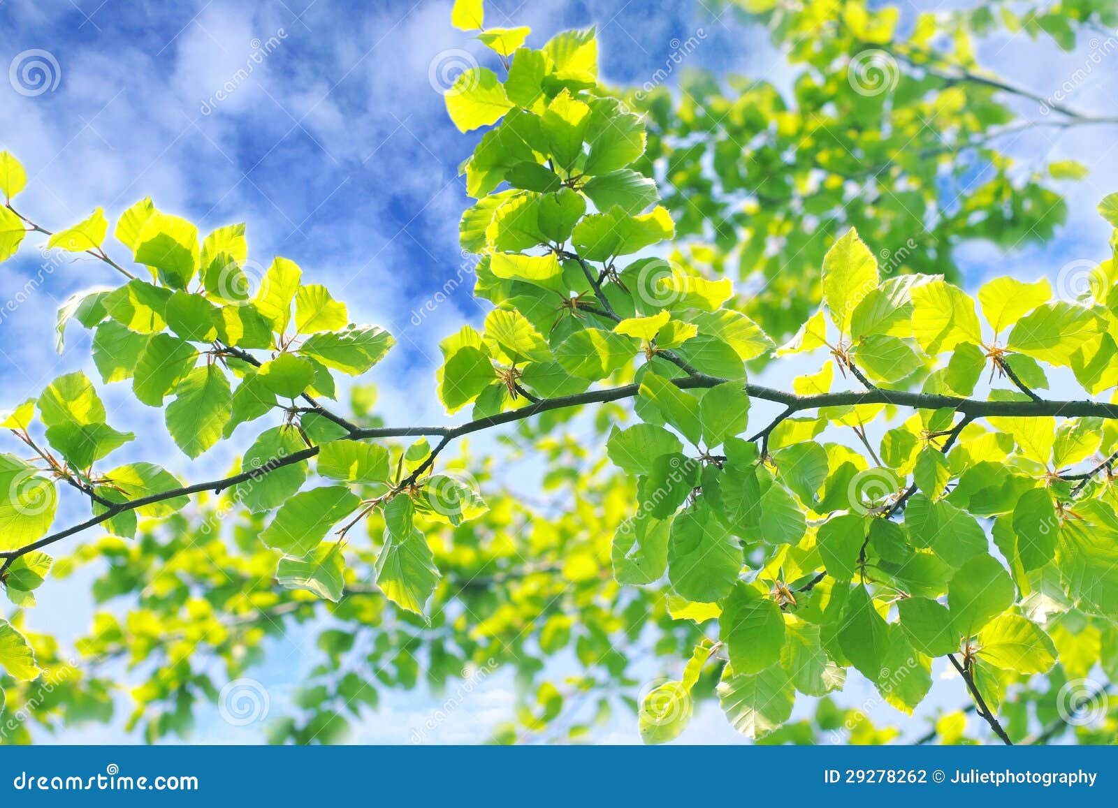 Beautiful Spring Leaves Background Stock Photo - Image of season ...