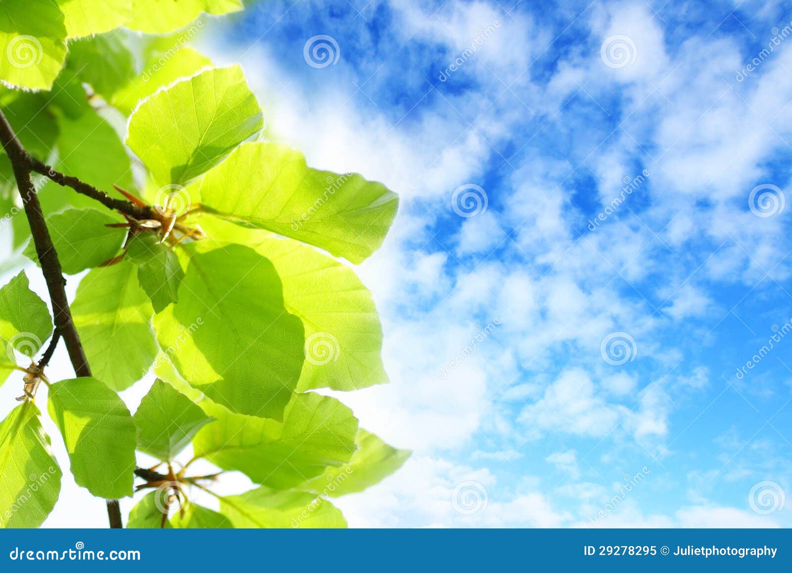 Beautiful Spring Leaves Background Stock Image - Image of color, fluffy ...