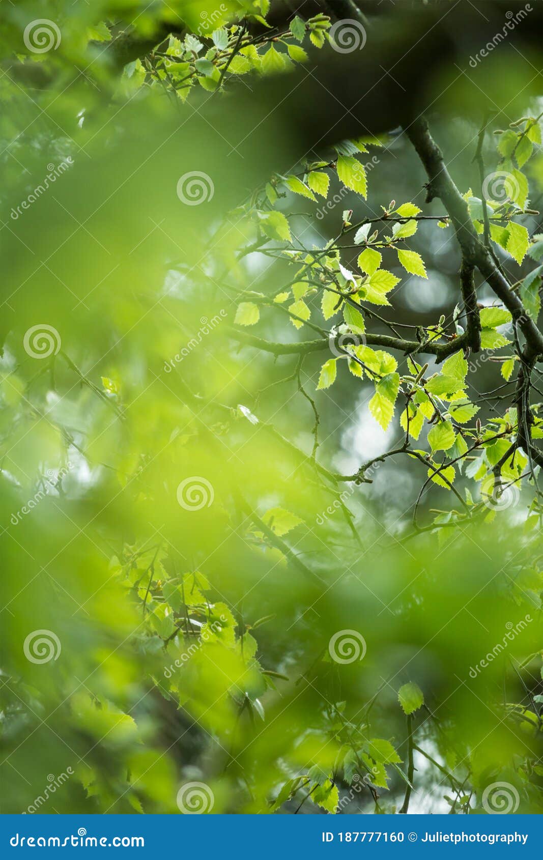 Beautiful Spring Leaves with Bokeh Lights in the Spring Forest, Natural ...