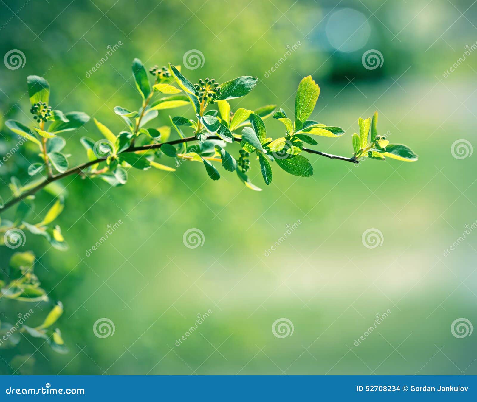 Beautiful spring leaves stock photo. Image of harmony - 52708234