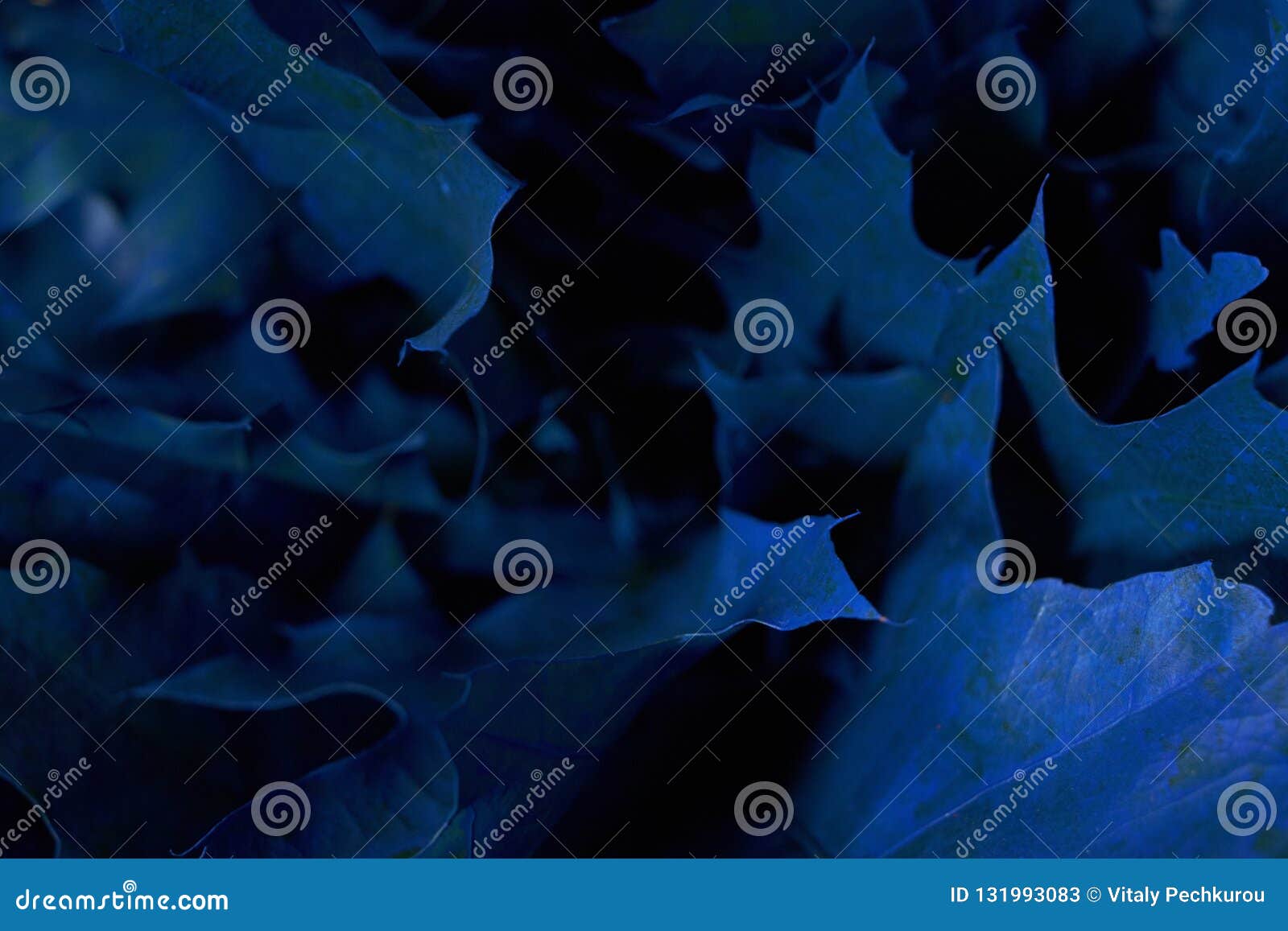 Beautiful Spring Blue Leaves of Maple Tree Solid Background Stock Image ...