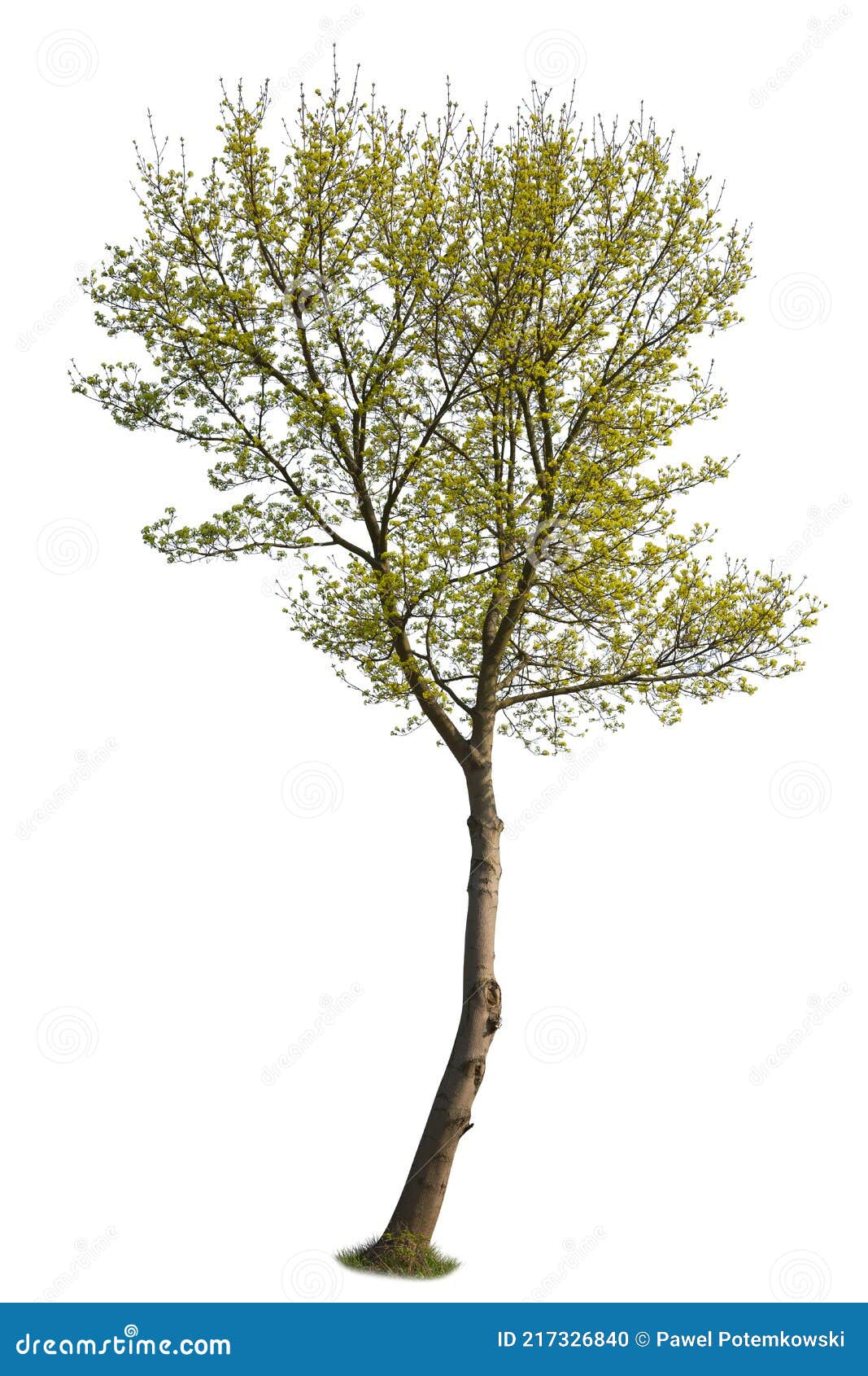 Beautiful Spring Maple Tree Isolated on White Background Stock Photo ...