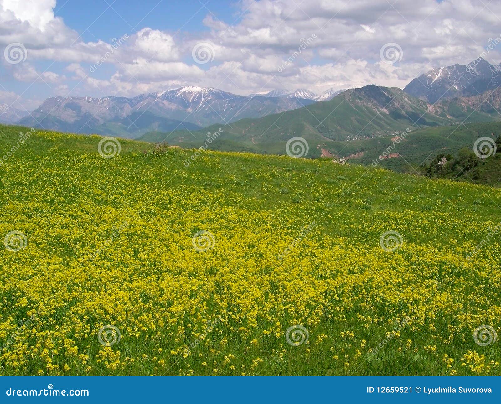 Beautiful spring meadow stock image. Image of afield - 12659521