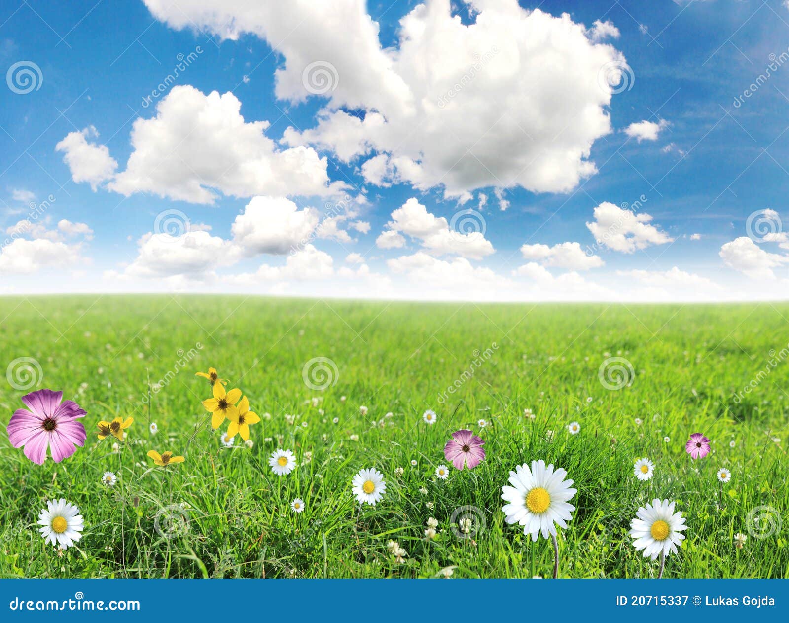 Beautiful spring meadow. stock image. Image of chamomile - 20715337