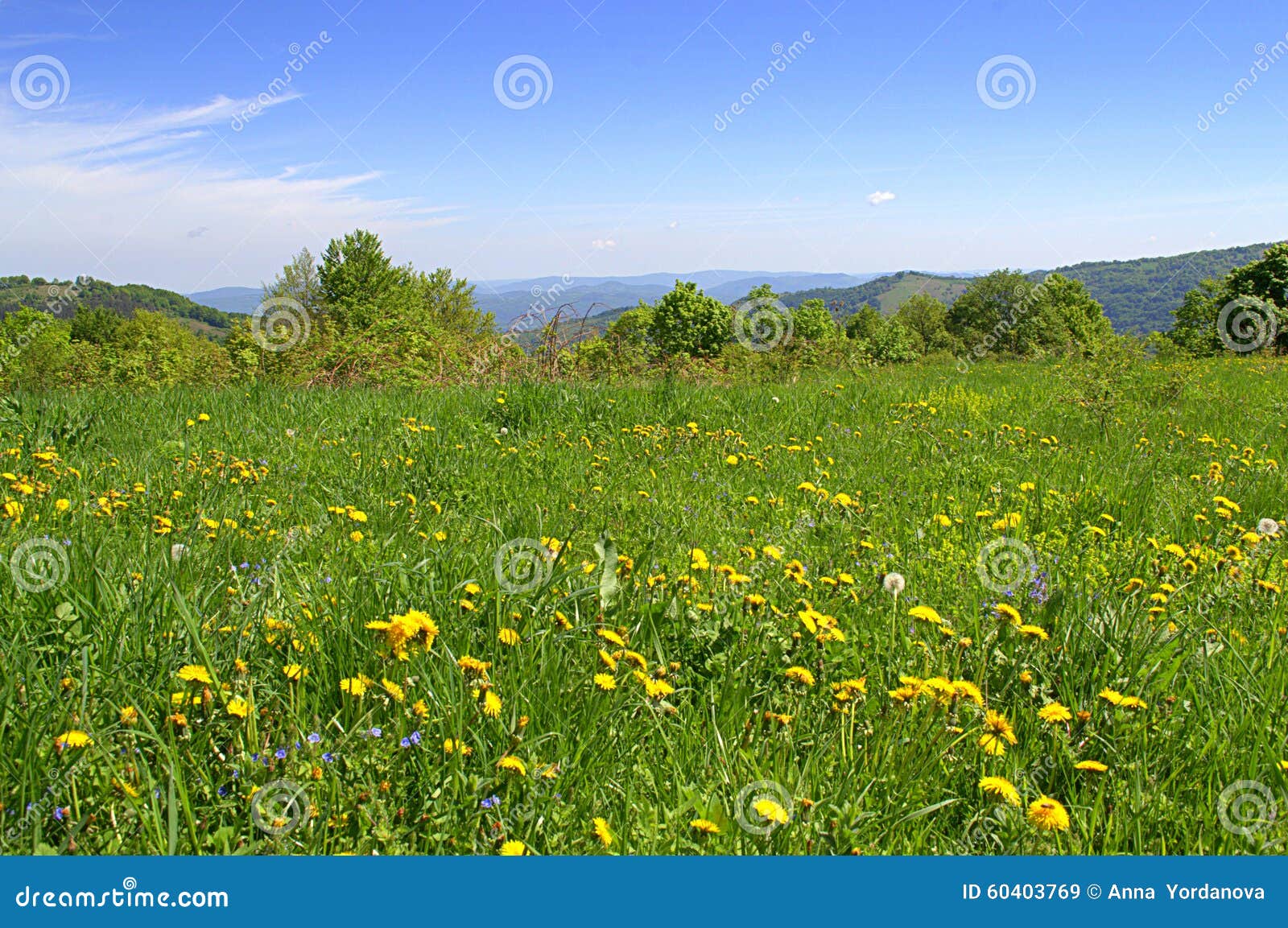 Beautiful spring meadow stock image. Image of blooming - 60403769