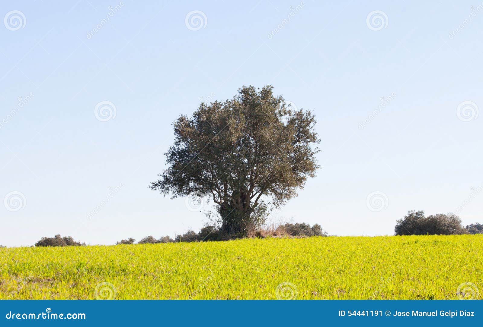 Beautiful Spring Meadow with Tall Grasses and Oak Stock Image - Image ...