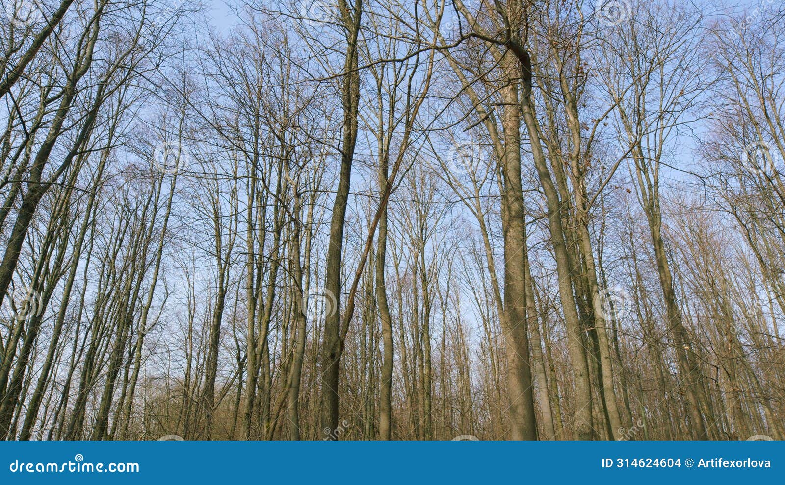 Beautiful Spring Morning in Forest. Moving in Spring Forest. Gimbal ...