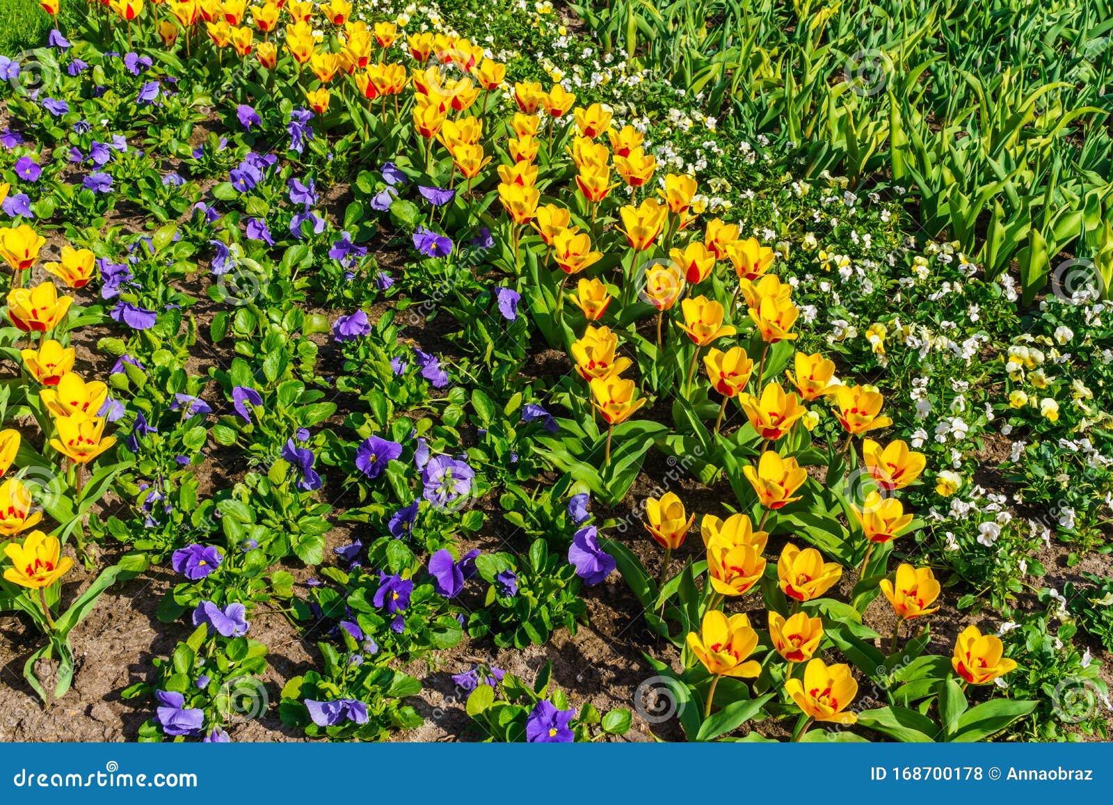 Beautiful Spring , Multi-colored Tulips Planted in the City Park Stock ...
