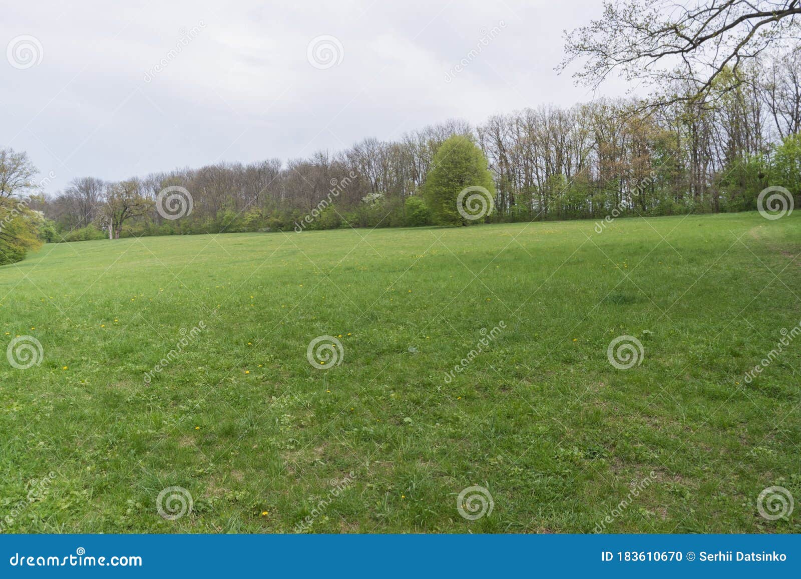 Beautiful Spring Nature Scene. Green Meadow in the Park Stock Photo ...