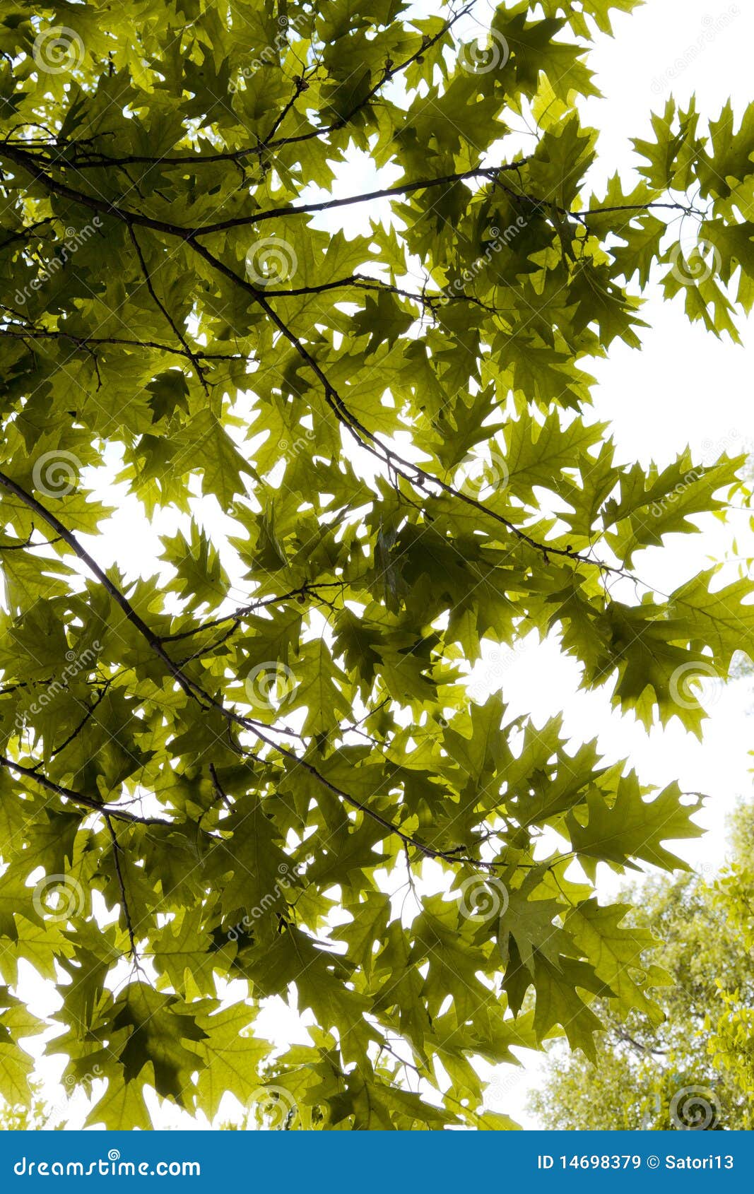 Beautiful Spring Oak Leaves Stock Image - Image of colorful, landscape ...