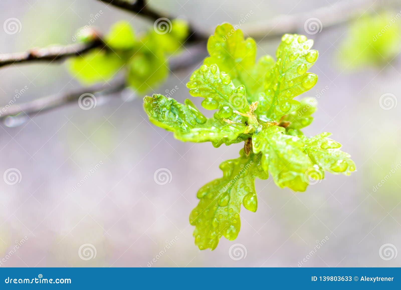 The Beautiful Spring Oak Tree Branch with Rain Drops, Background Stock ...