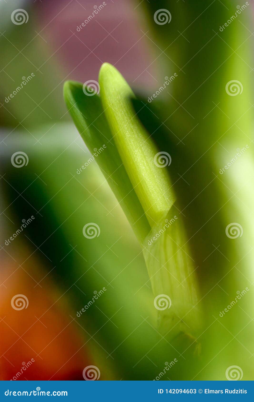 Beautiful Spring Onion Makro Stock Image - Image of flavor, beautiful ...