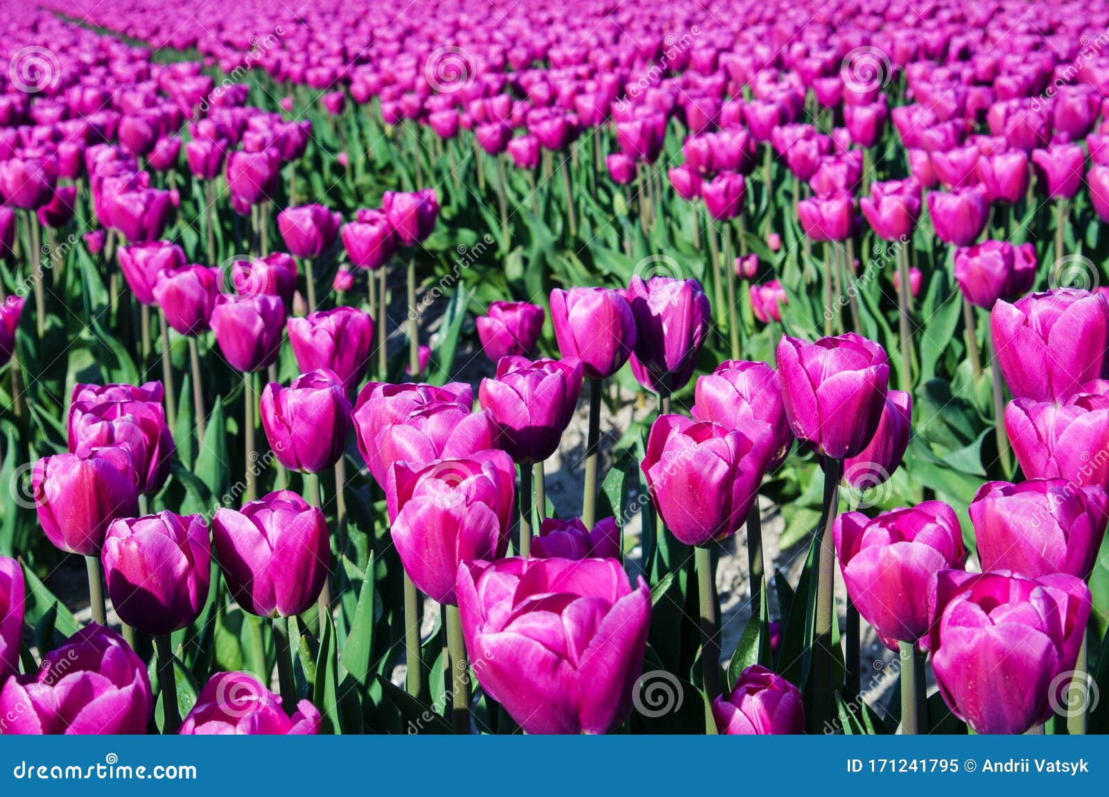 Beautiful Spring Optimistic Landscape-texture with Tulips in the Field ...