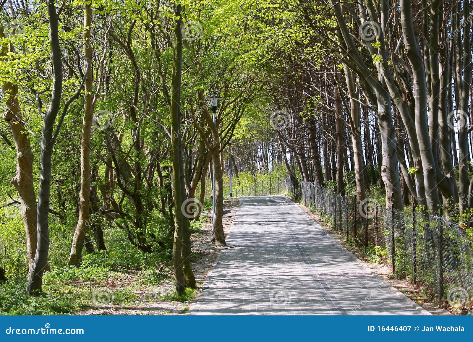 Beautiful spring park stock image. Image of beauty, green - 16446407