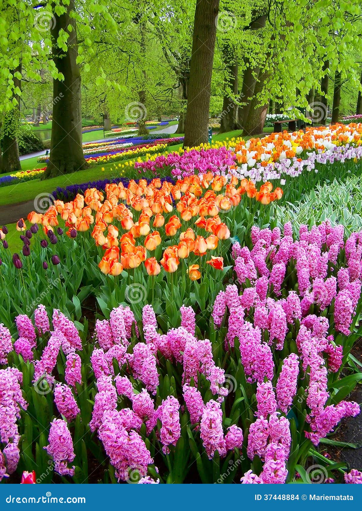 Beautiful spring park stock photo. Image of colorful - 37448884