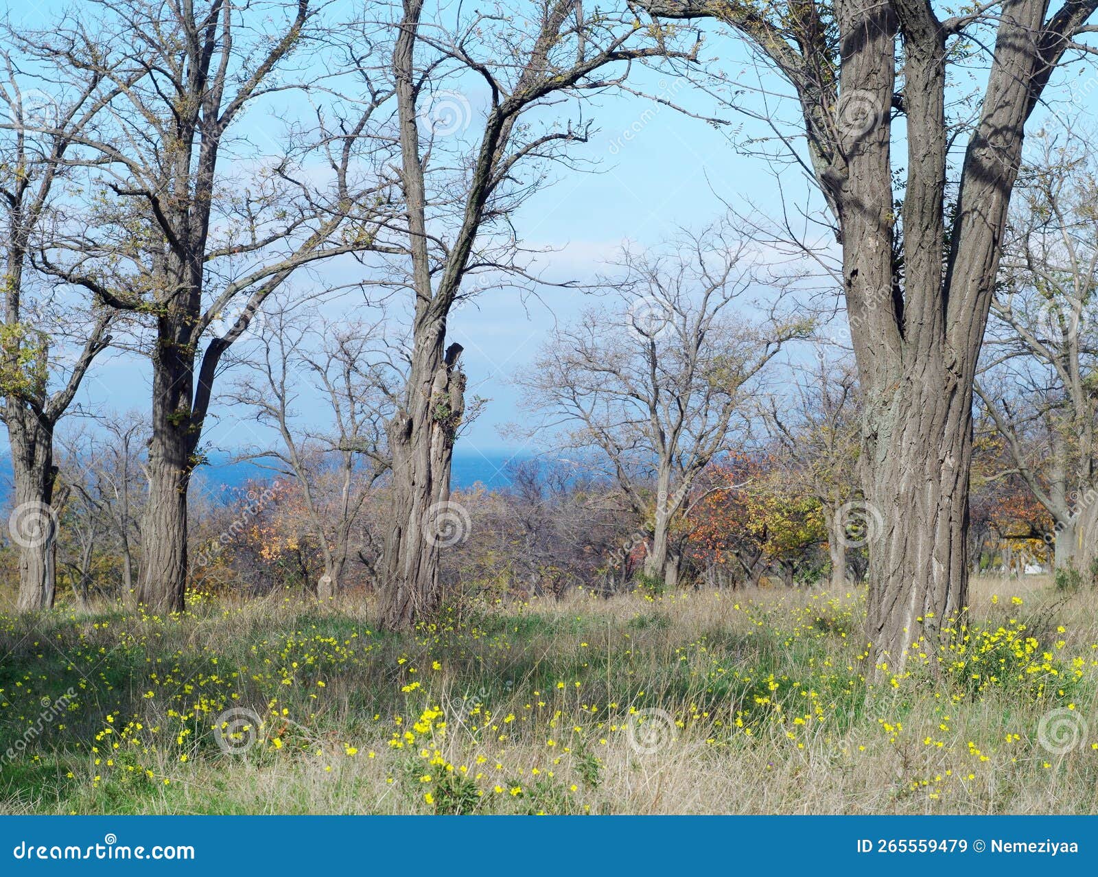 Beautiful Spring Park on the Seashore Stock Image - Image of field ...
