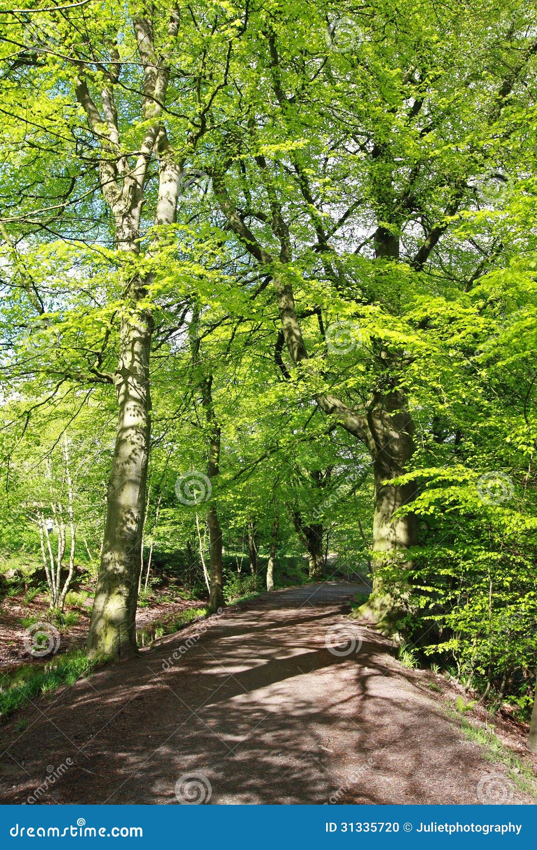 Beautiful Spring in the Park Stock Photo - Image of fresh, lovely: 31335720