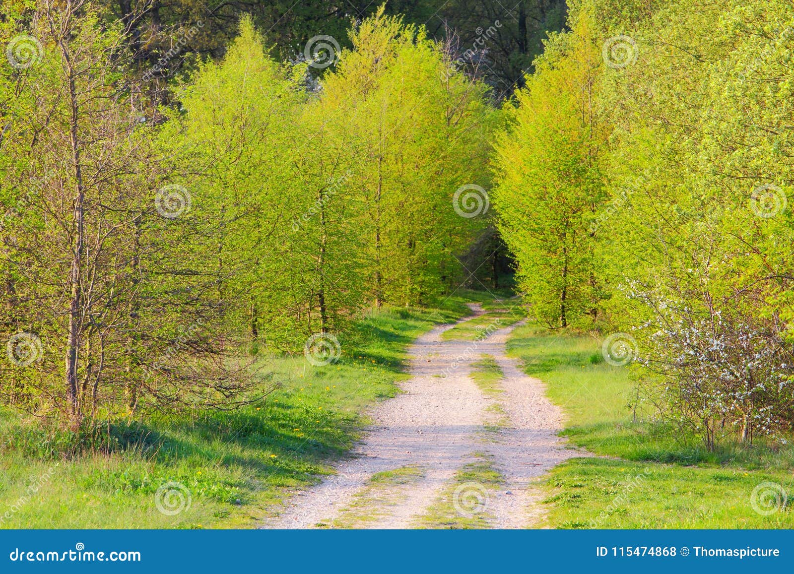 Beautiful Spring Path in the LÃ¼neburg Heath. Stock Photo - Image of ...