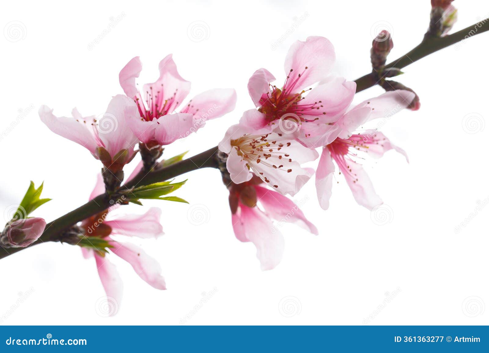 Beautiful Spring Pink Flower on White Background Stock Image - Image of ...