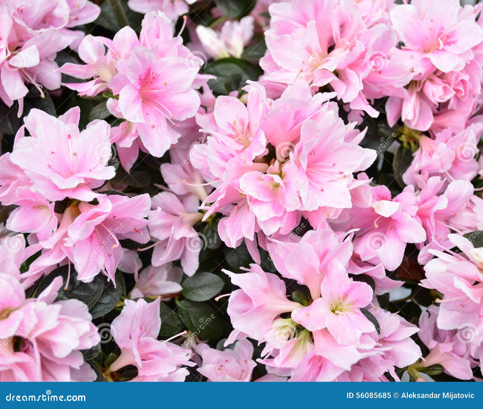 Beautiful Spring Pink Flowers Stock Image - Image of closeup, nature ...