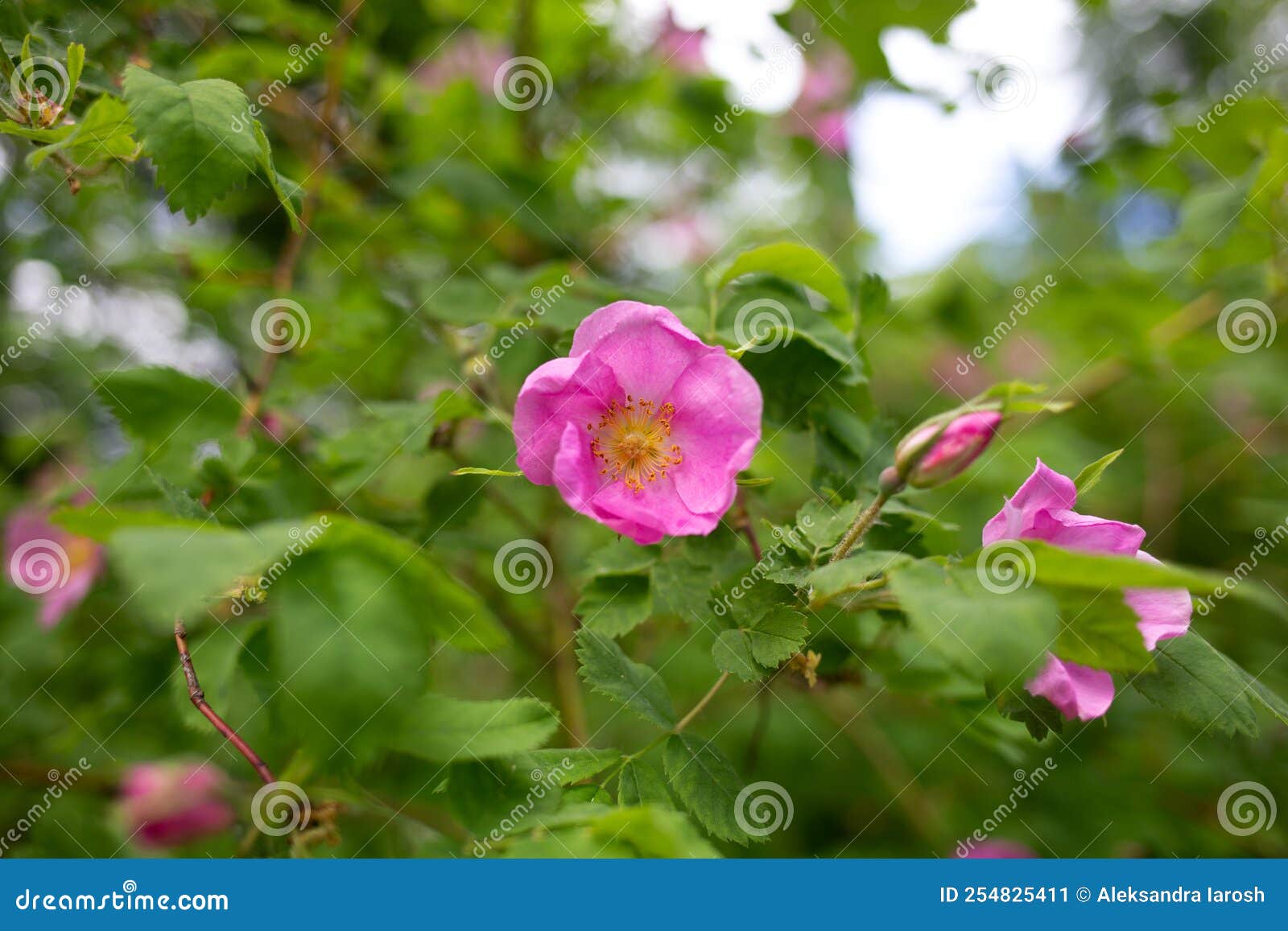 Beautiful Spring Pink Flowers Surrounded by Lush Greenery Stock Image ...