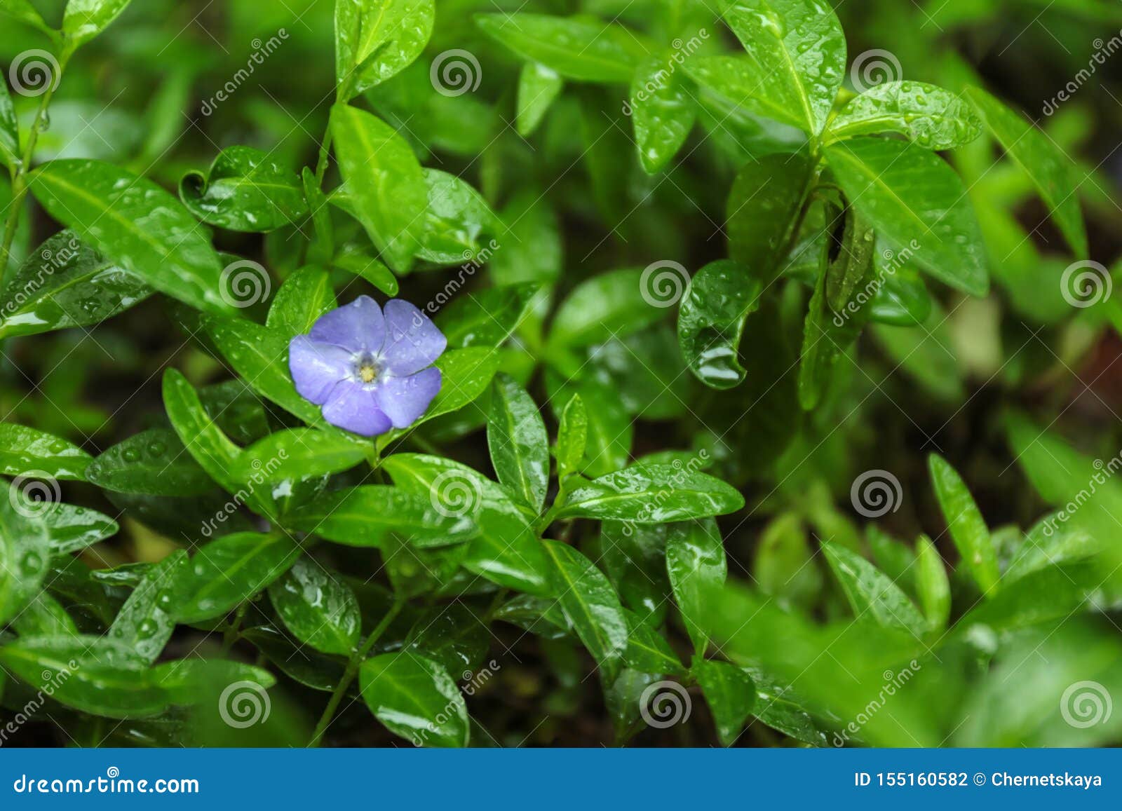 Beautiful Spring Plant with Rain Drops in Park Stock Photo - Image of ...