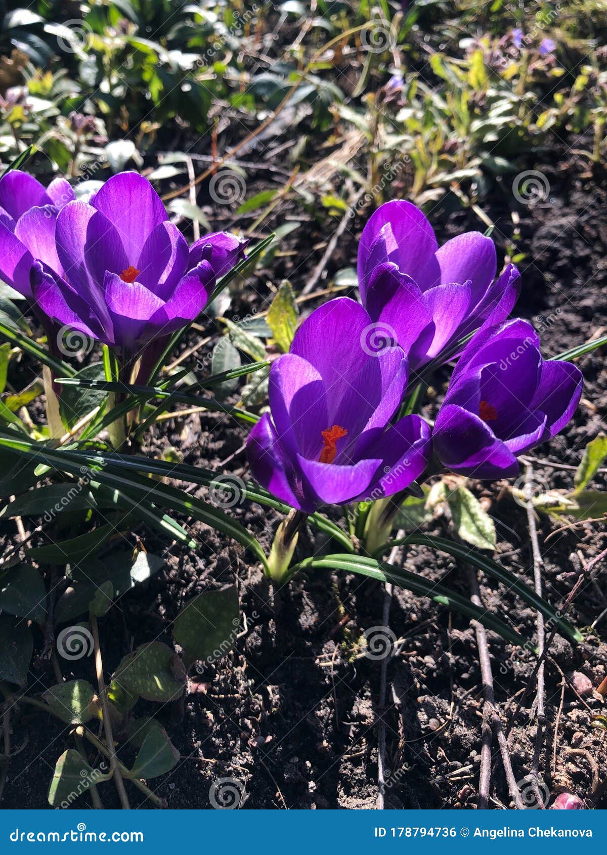 Beautiful Spring Purple Flowers in the Garden Stock Photo - Image of ...