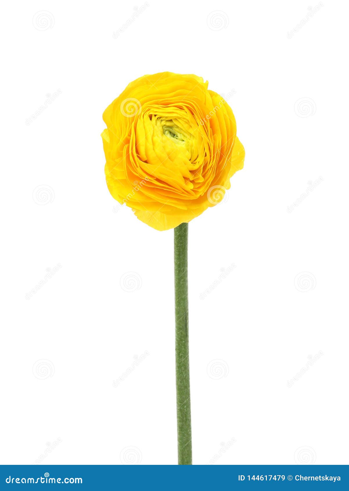 Beautiful Spring Ranunculus Flower Isolated Stock Image - Image of ...