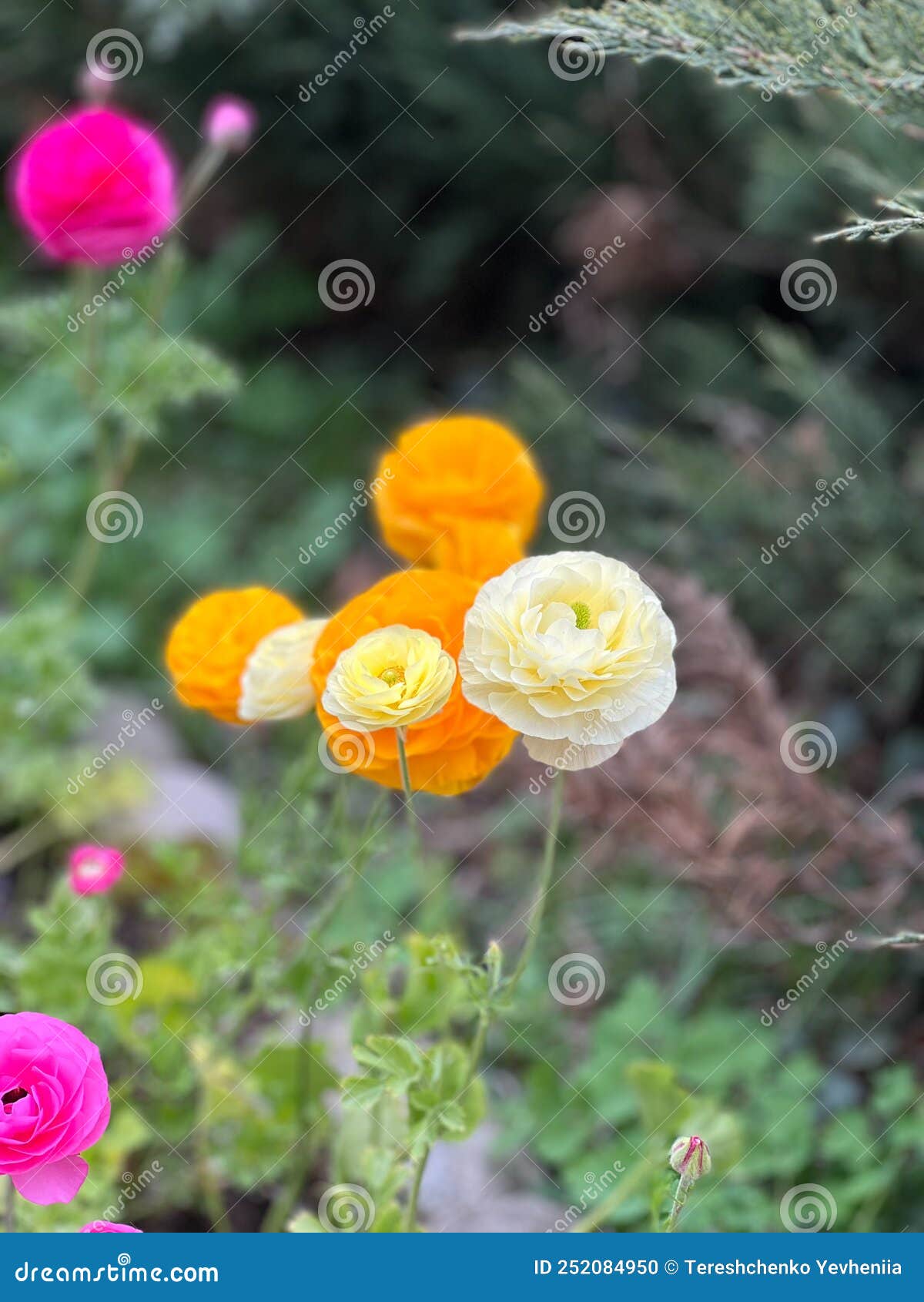 Beautiful Spring Ranunculus Stock Photo - Image of flower, pink: 252084950