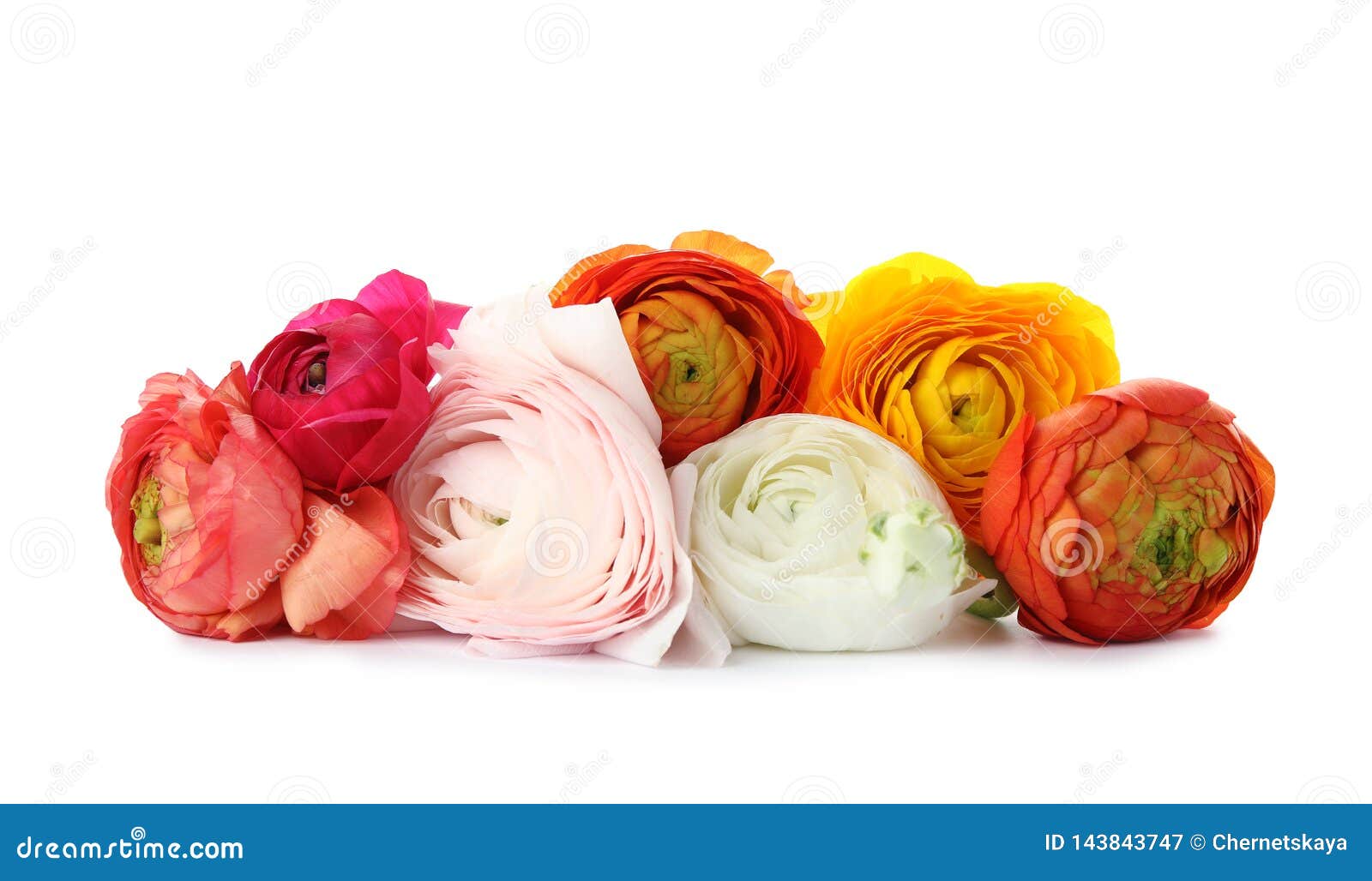 Beautiful Spring Ranunculus Flowers Isolated Stock Image - Image of ...