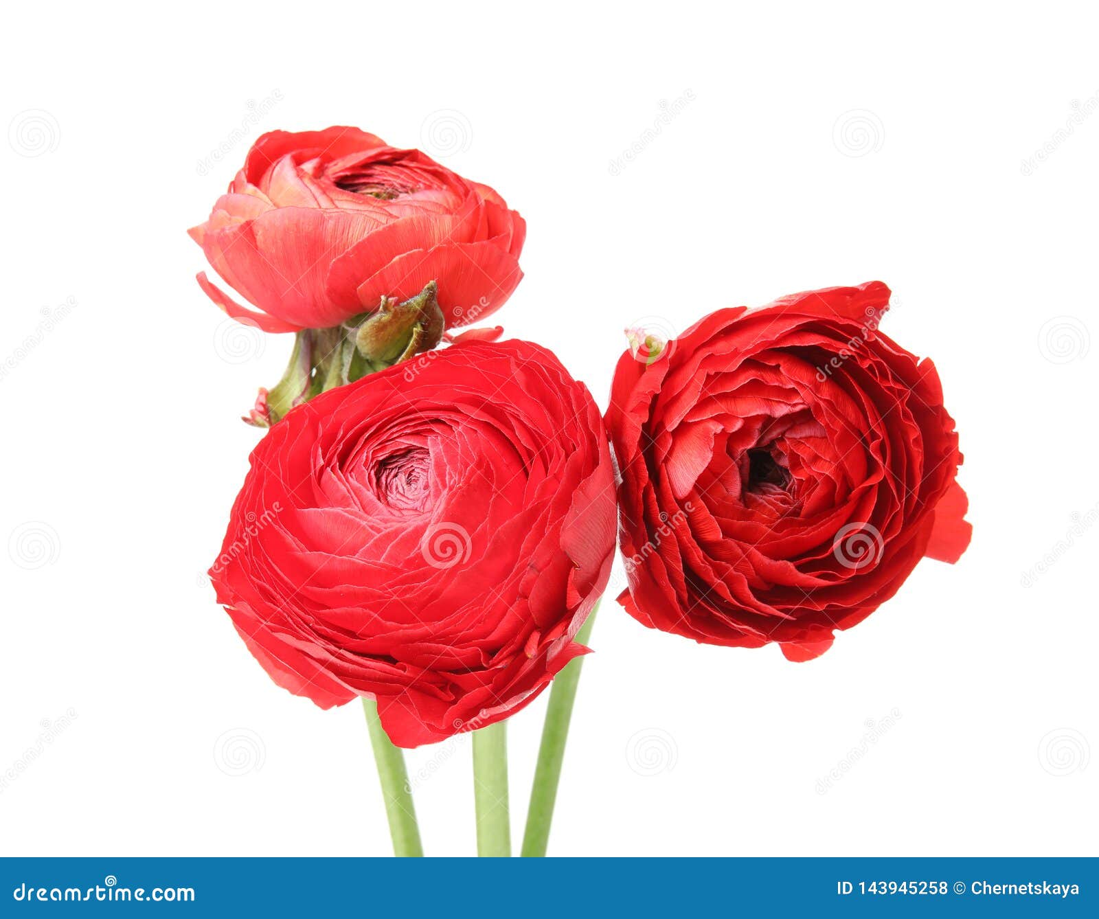 Beautiful Spring Ranunculus Flowers Isolated Stock Photo - Image of ...