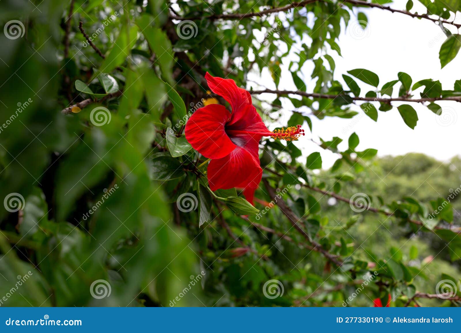 Beautiful Spring Red Flower Surrounded by Lush Greenery Stock Photo ...