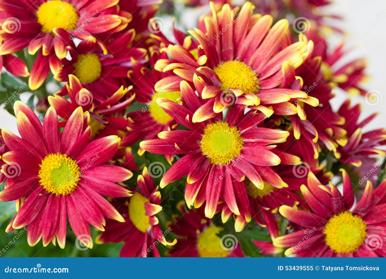 Beautiful Spring Red and Yellow Flower Stock Image - Image of blossom ...