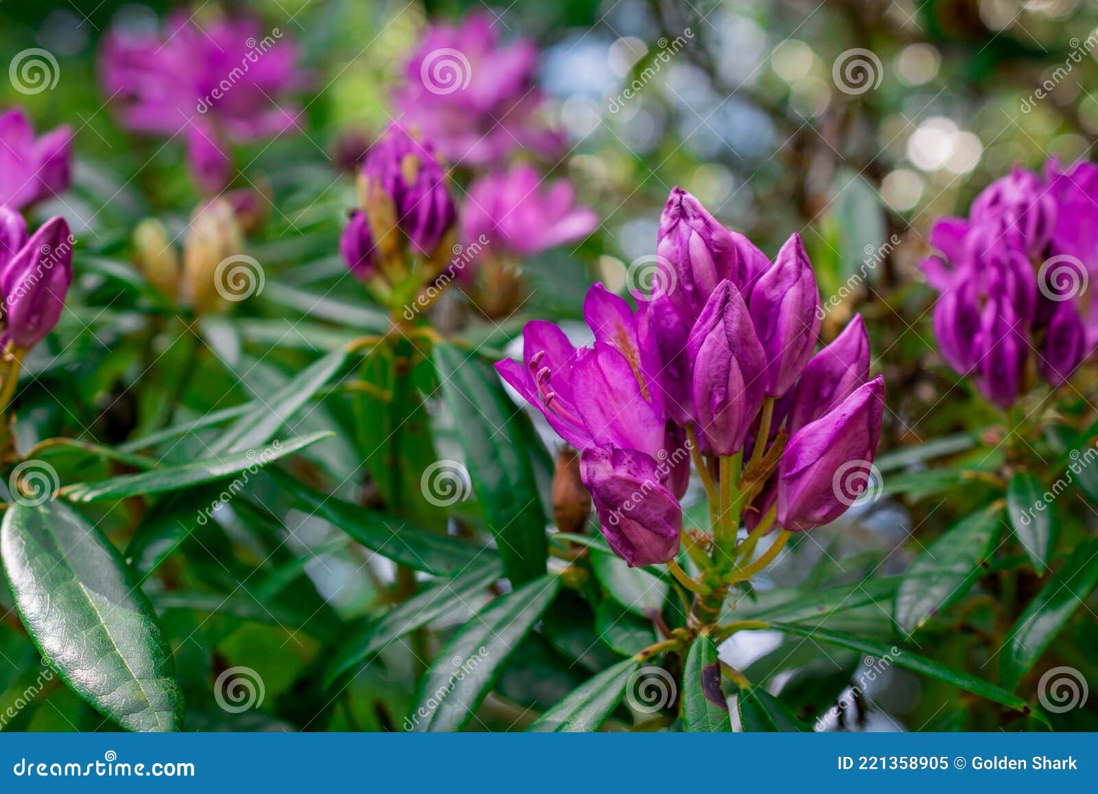 Beautiful Spring Rhododendrons in the Gardens Stock Image - Image of ...