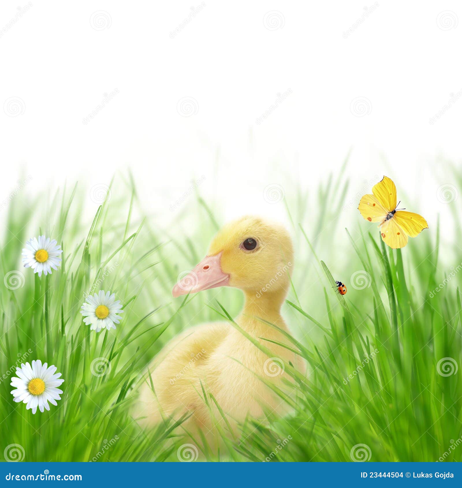 Beautiful spring scenery stock photo. Image of bubble - 23444504