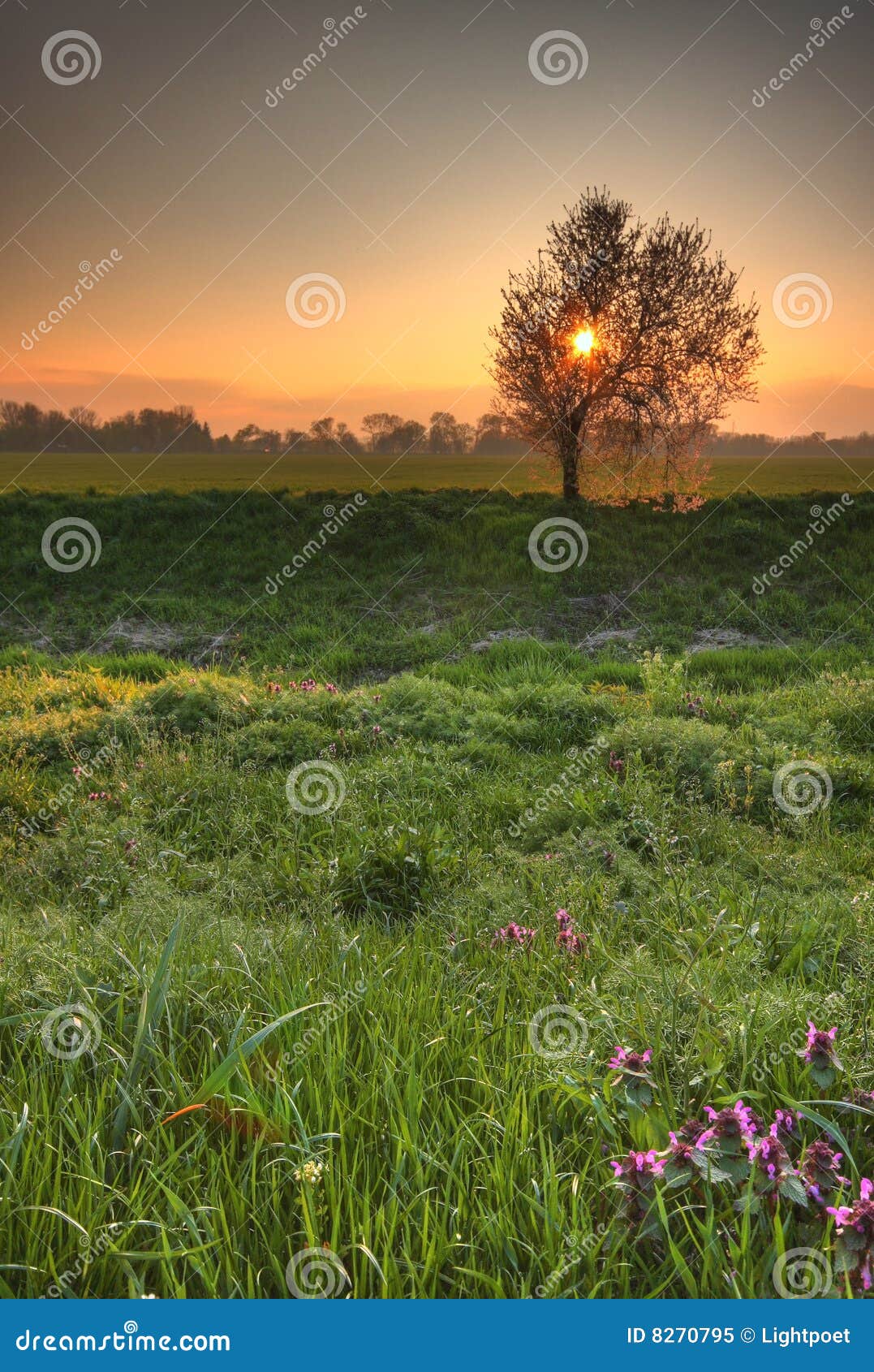Beautiful spring scenery stock image. Image of dawn, mood - 8270795